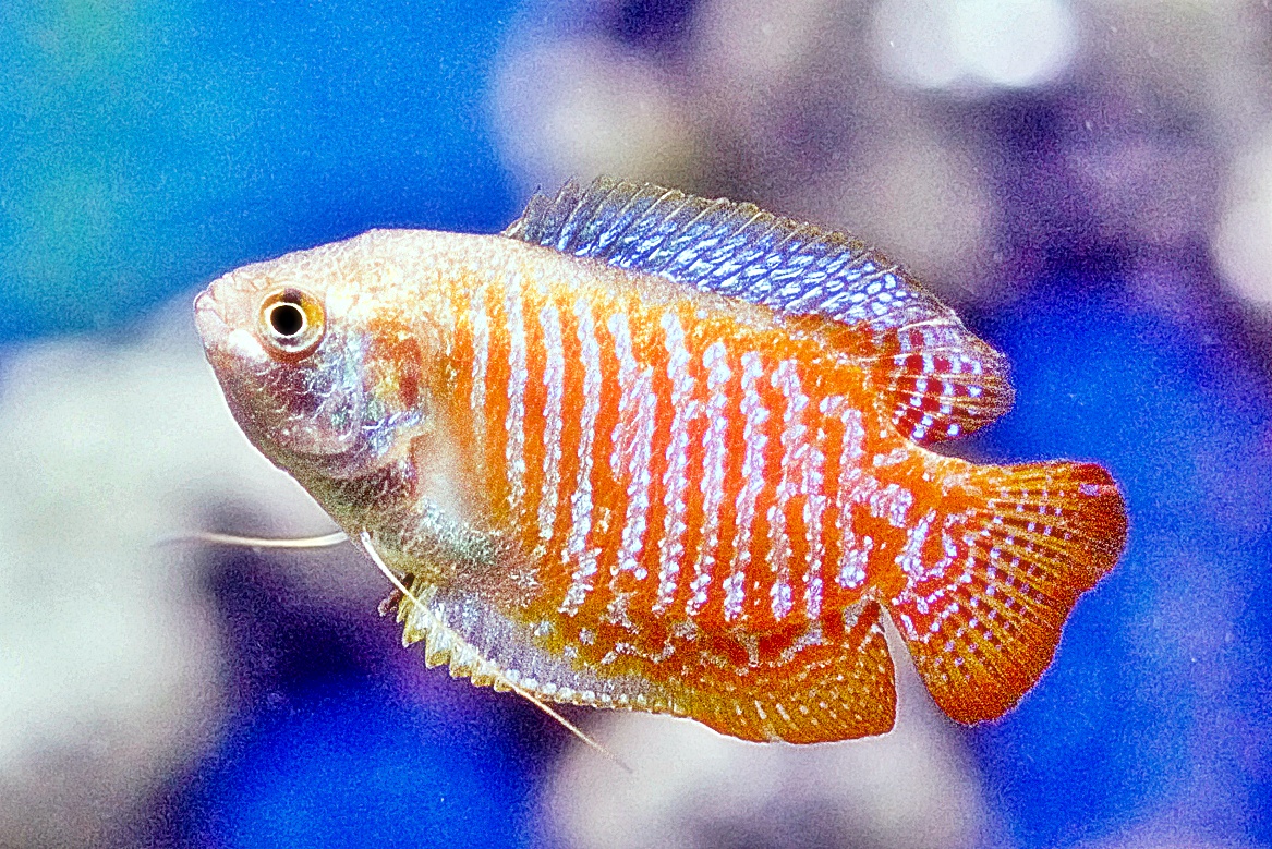 Mengenal Ikan gurame mini ~ Dunia Air