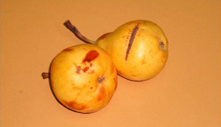 Pera Coscia / Ercolini