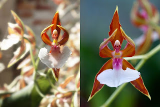 Toko Bunga | Toko Bunga Bekasi | Jual Bunga Ucapan | Hub:082262222989 ...