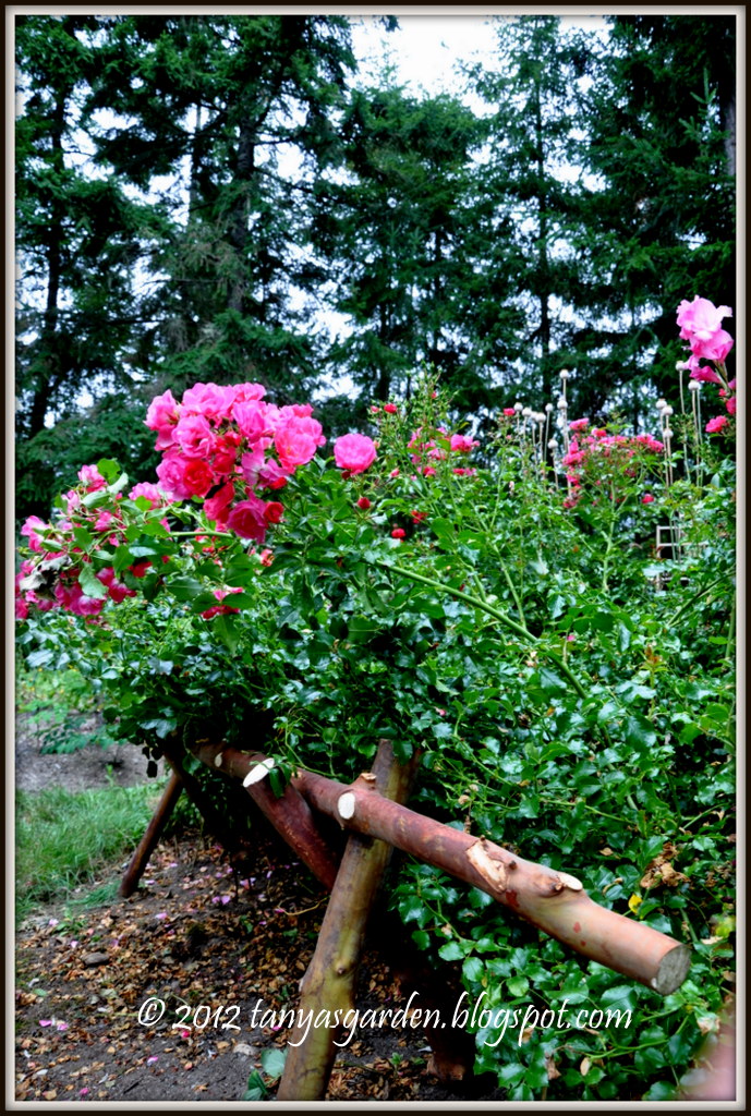 MySecretGarden: New Support For My Rose Bush