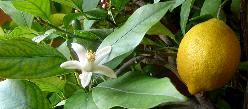 Flavors of Brazil: FRUITS OF BRAZIL - Lemon (Limão Siciliano)