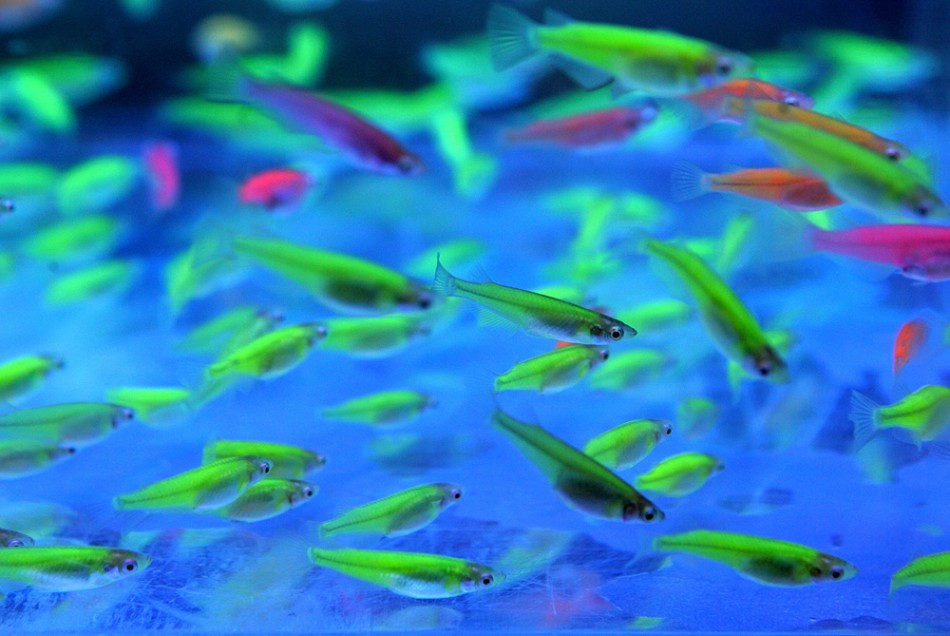 Taiwan Luminous Angelfish