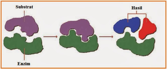 BIOLOGI GONZAGA: SOAL BIOLOGI ANALISA GRAFIK - TABEL