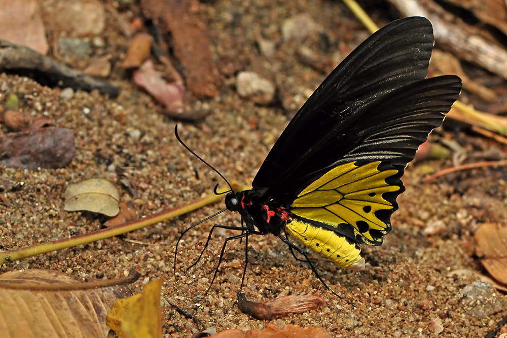 Troides helena DATASHEET | BugsAlive