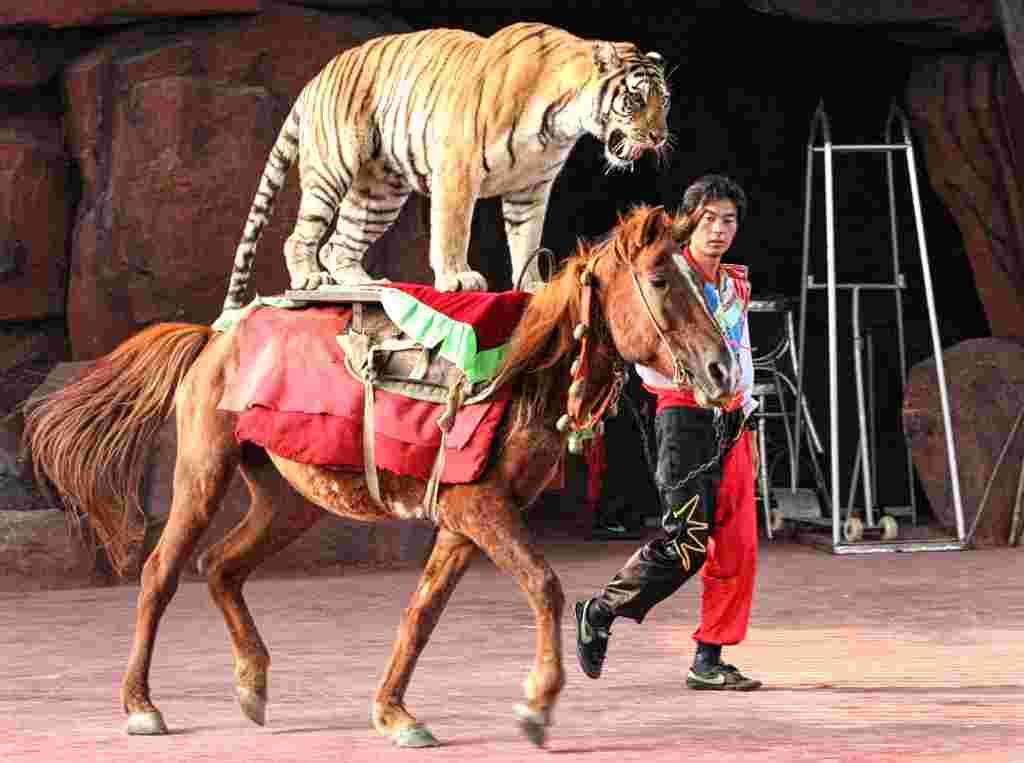 AKAN ZAMAN: İnsan ve Hayvan