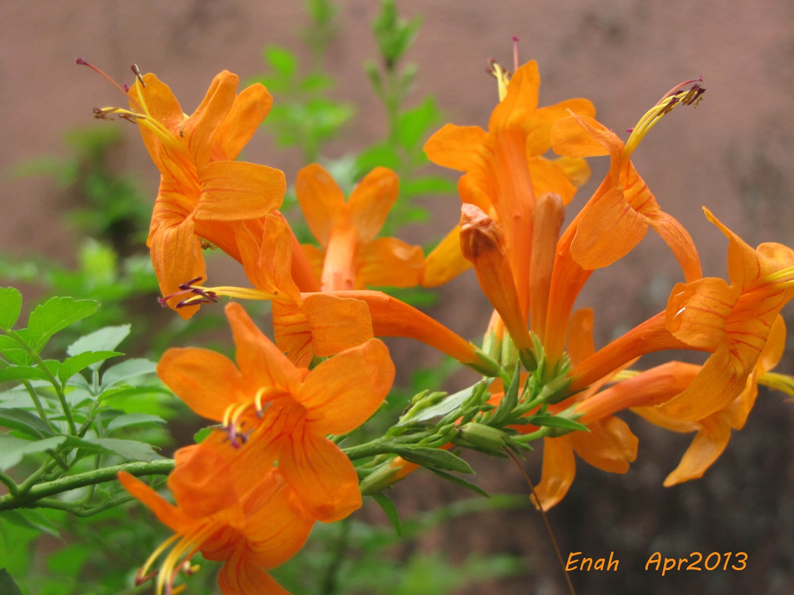 Photography: Floral Gallery - Colours and Beauties from Al-Rahman