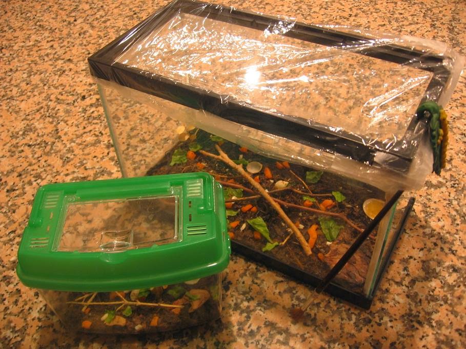 SAINS HEBAT: MENGENAL KUTU KAYU (WOODLICE)