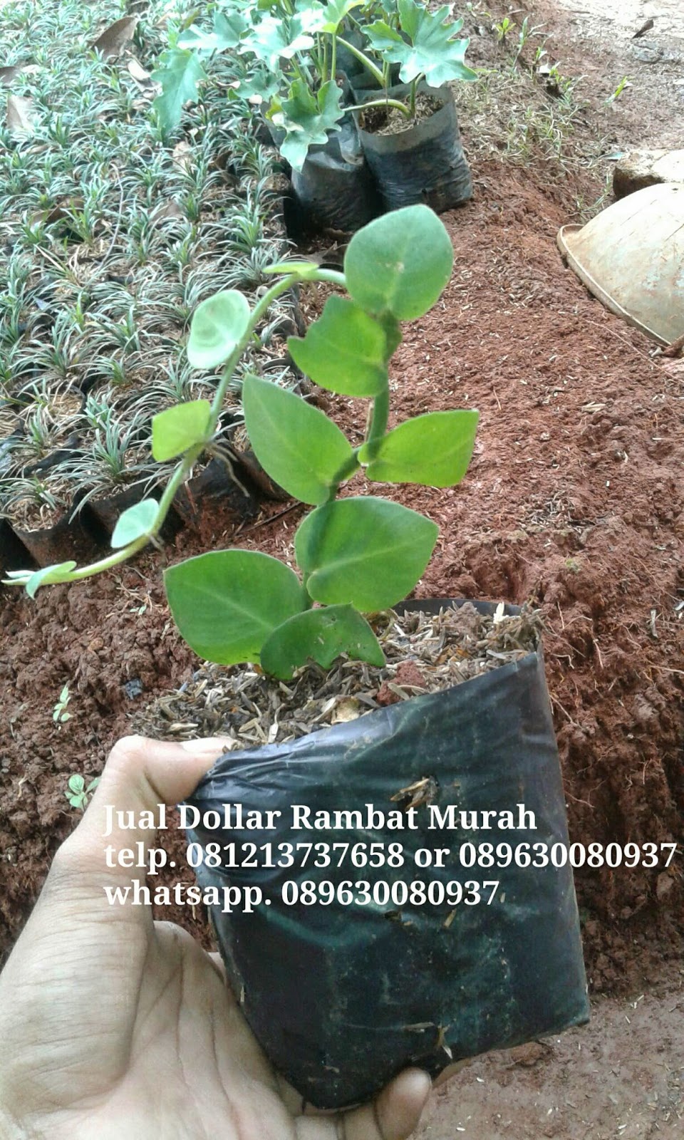 Jual Tanaman Dolar Rambat Daun Kecil dan Daun besar Murah | Pohon ...