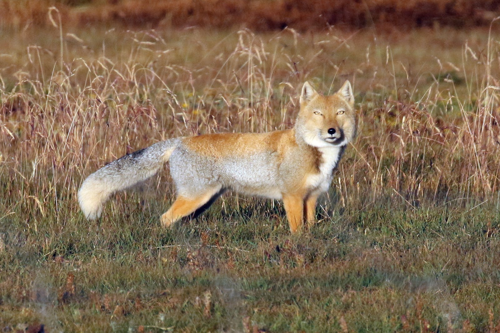 Sichuan Birding Trip, Sept 11-17, 2015: September 2015