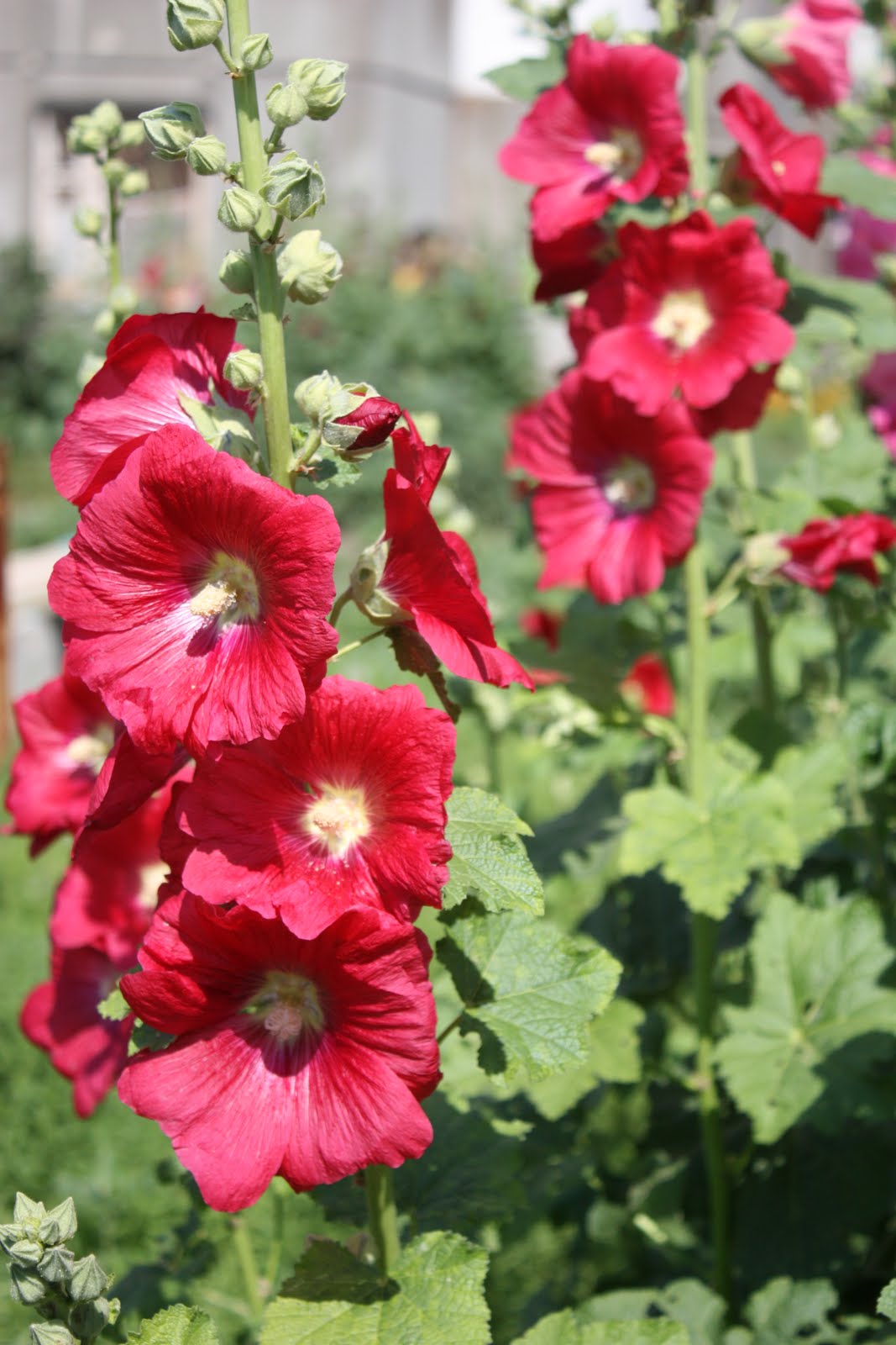 Natalie and the Boys: Sunshine and Flowers