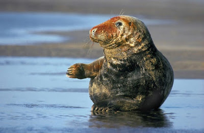 Geração Polar Portugal: A Foca : características