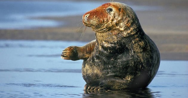Geração Polar Portugal: A Foca : características
