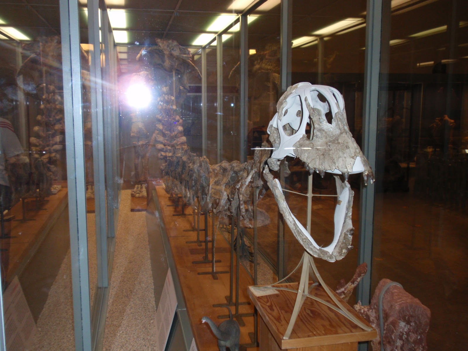 Weird & Wonderful: The Museum of Evolution