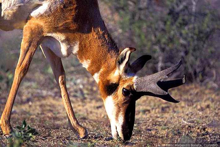 Códigos de Barras de la Vida Silvestre México - Barcode of Wildlife ...