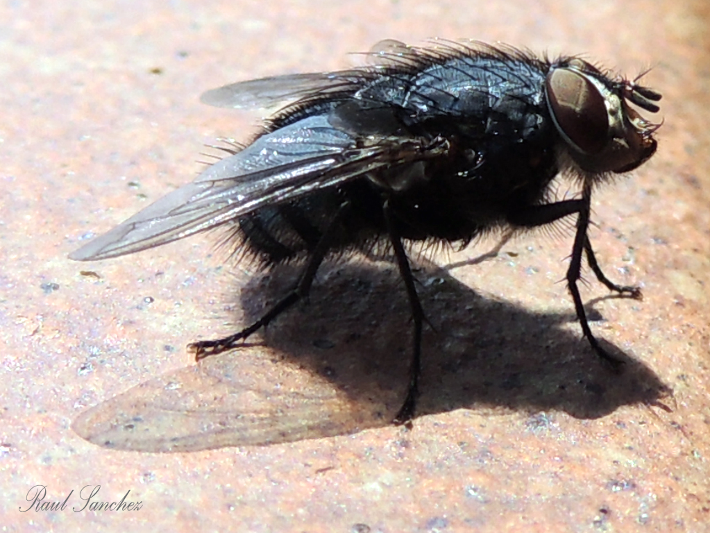 Naturaleza Viva : Mosca (desambiguación).