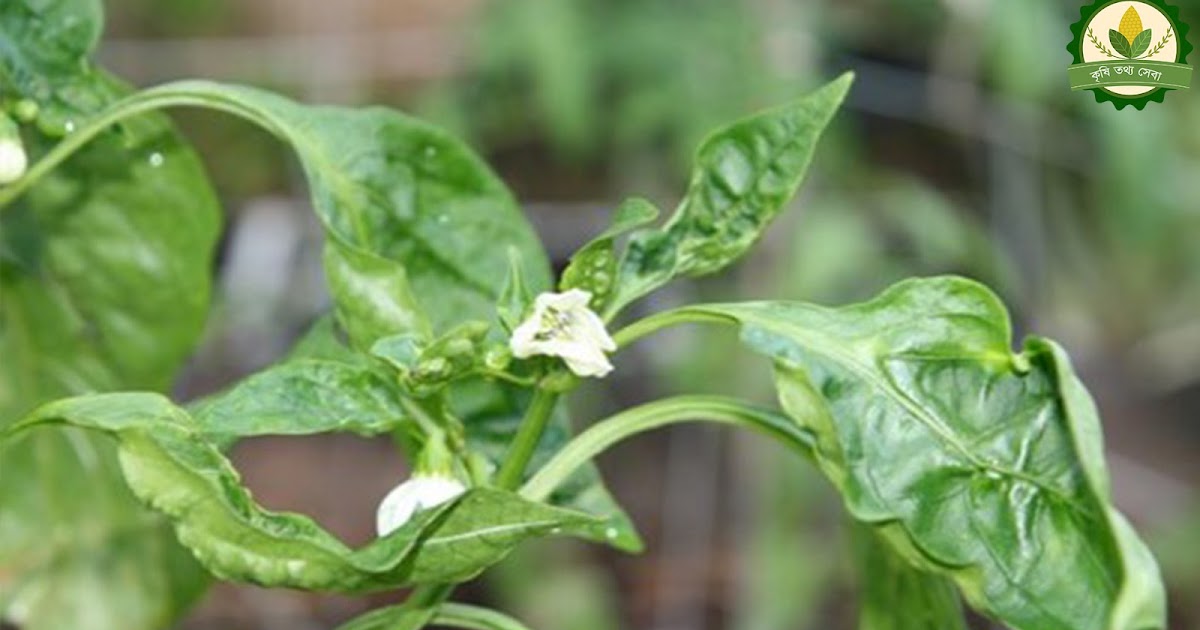 How to control Chili thrips & mites (মরিচের পাতার কোঁকড়ানো রোগ কিভাবে ...