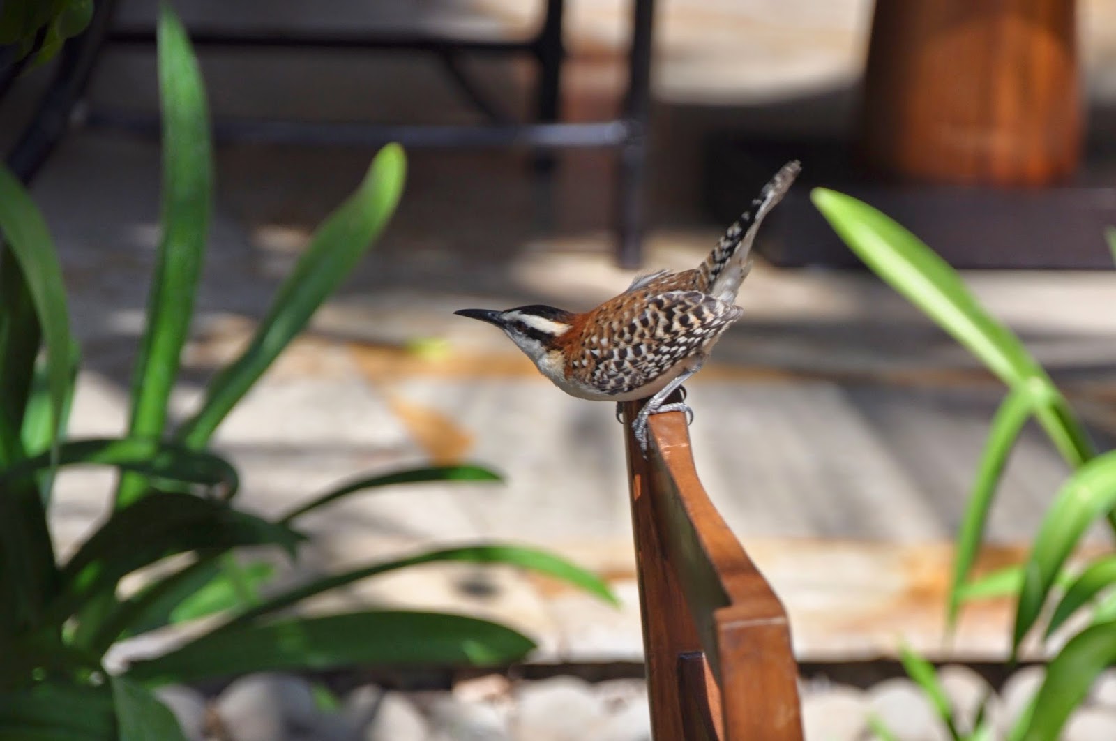 waiting for my pony...