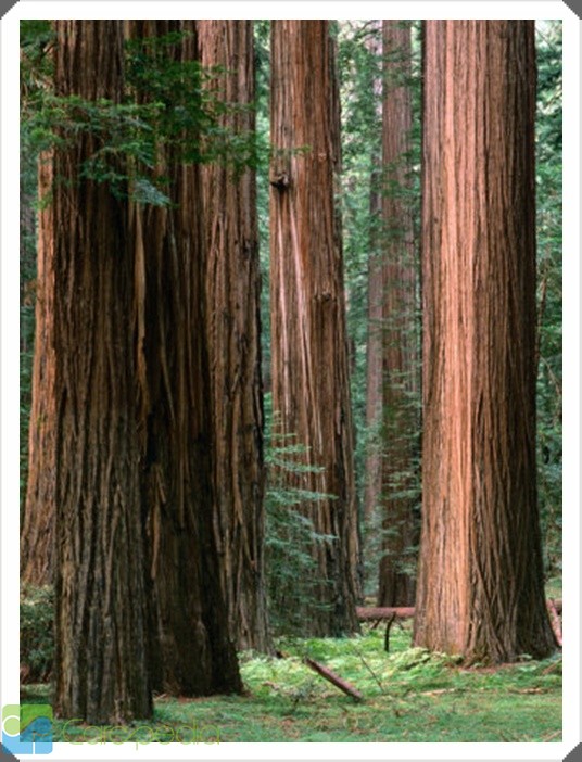 Surya Bina Mitra: Hyperion: Pohon Hidup Paling Tinggi di Dunia