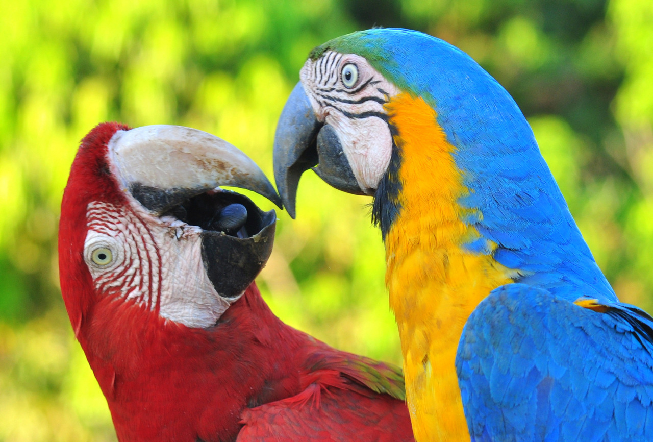 Imagens da Internet: araras fotos e imagens