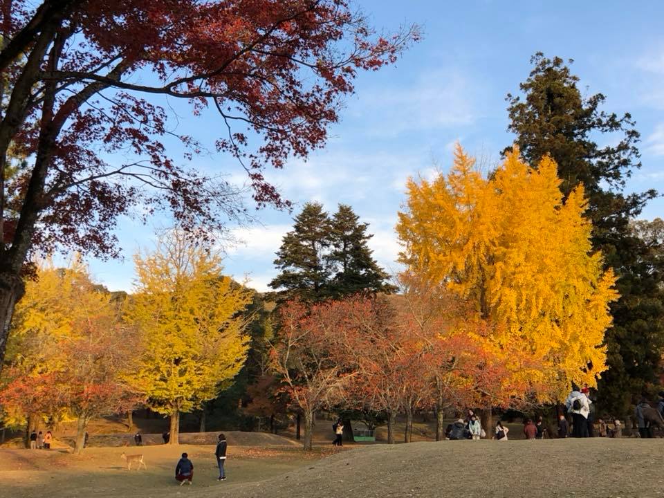 Emiko & Wilson's 生活小珍藏: 2017