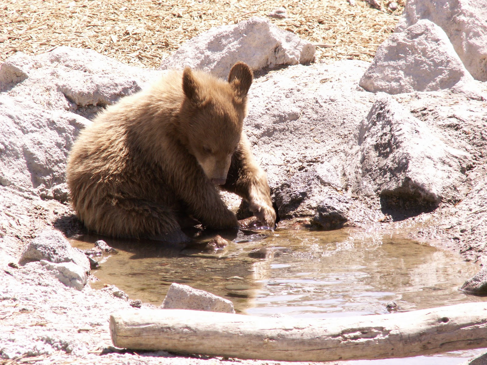 Wayne's Photo of The Day: Baby Bear Playing in a Puddle at Bear World ...