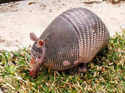 Cowboys and Chuckwagon Cooking : Groundhog Day - Not down in Texas