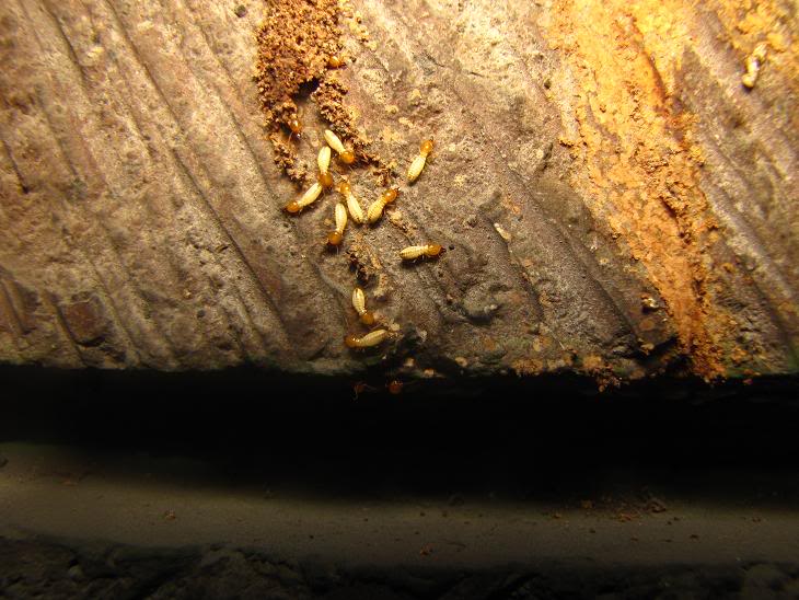 isumbongmo: Convicted Criminals