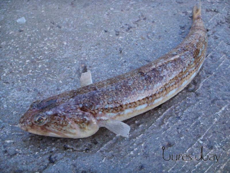 Lures Way: Rock Fishing (LRF/HRF)