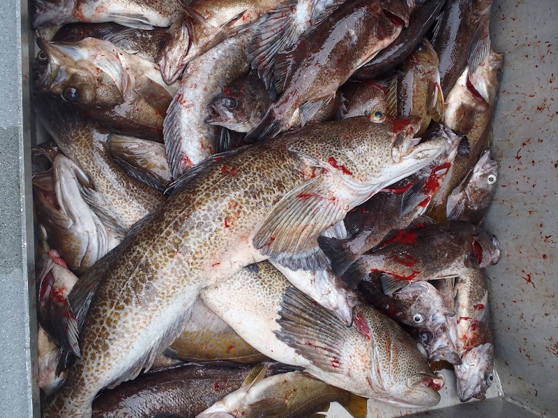 Todds Extreme Fishing: La push Lingcod & Rock fish April 7 - 8, 2012