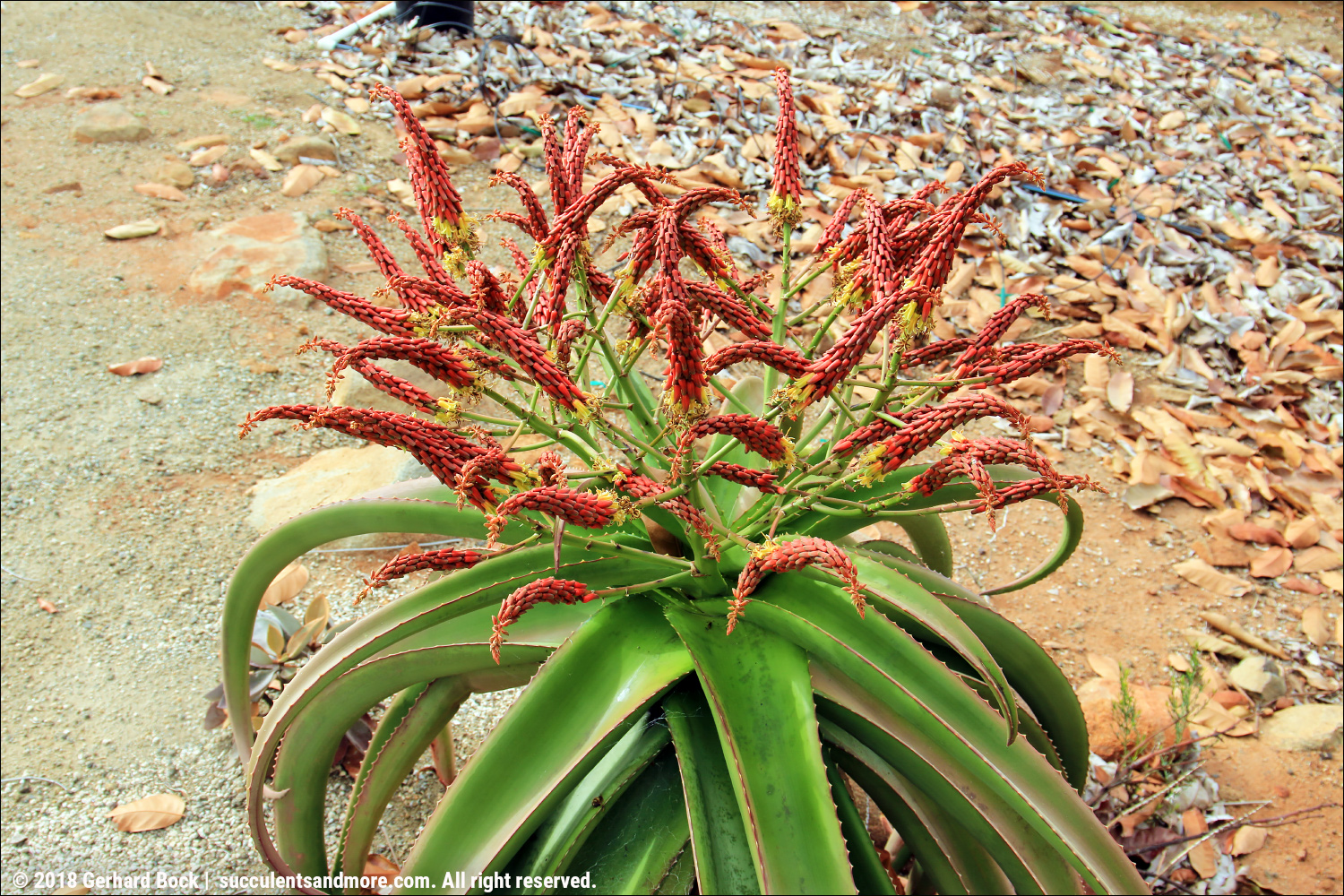 Succulent Shangri-La: Rancho Soledad Nursery (part 1)