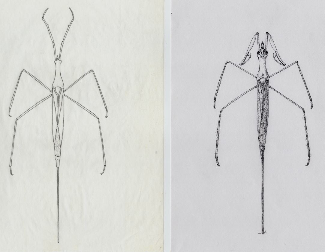NATUURTEKENINGEN: Insecten tekenen in Nederland