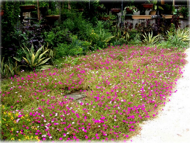 Jual Tanaman Hias Sutra Bombay | Bunga Jam 8 | Bunga Portulaca ...