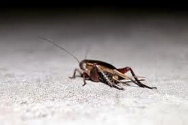 Putra Merdeka: Kuat Bunyi Cengkerik Tu..!