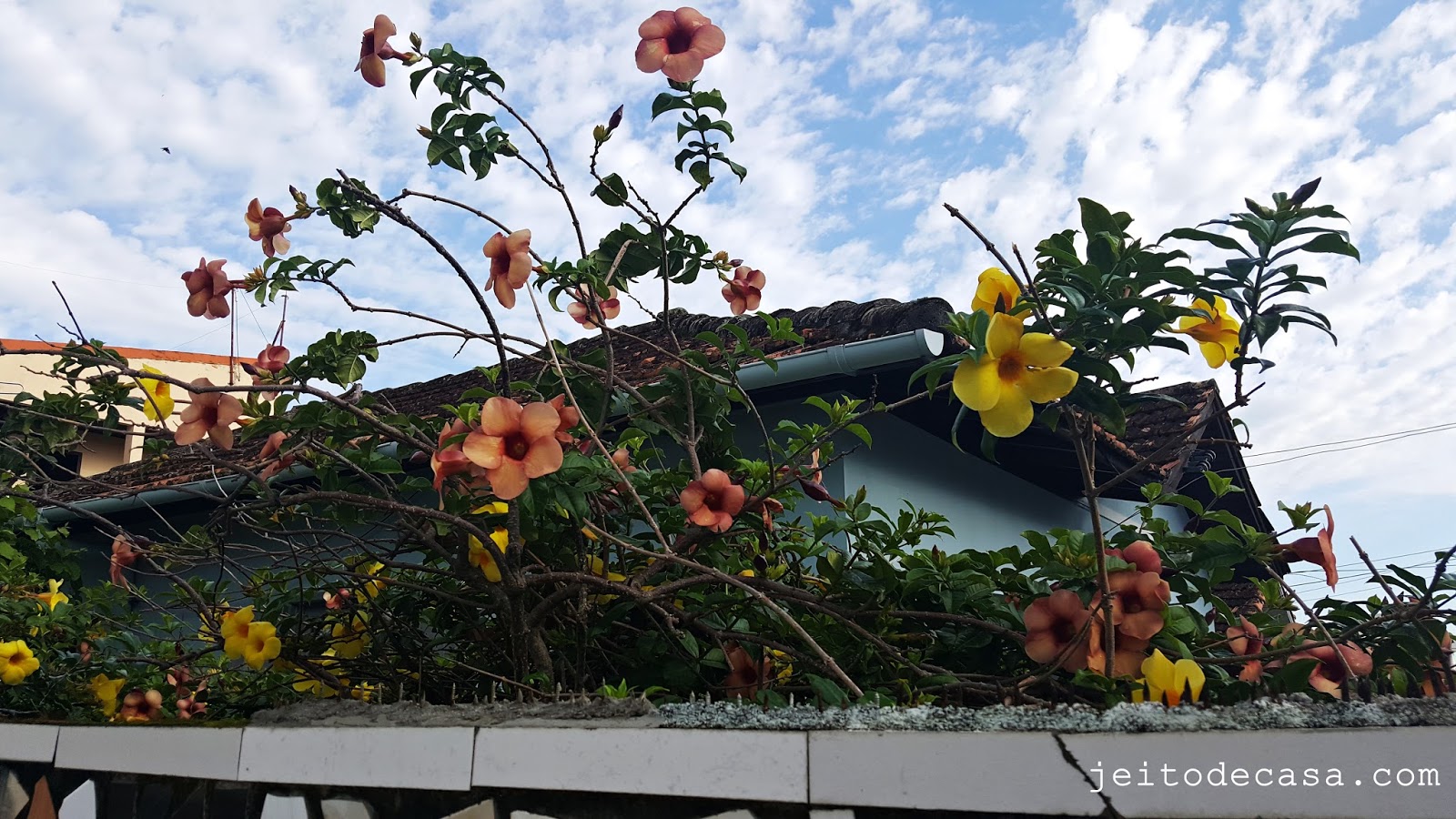 Um jardim de alamandas! - Jeito de Casa - Blog de Decoração e Arquitetura