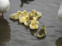 The Quilting Professor: The Aftermath of Sally Collins