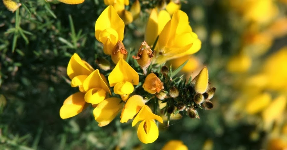 Olante Consultor: Benefícios da Carqueja