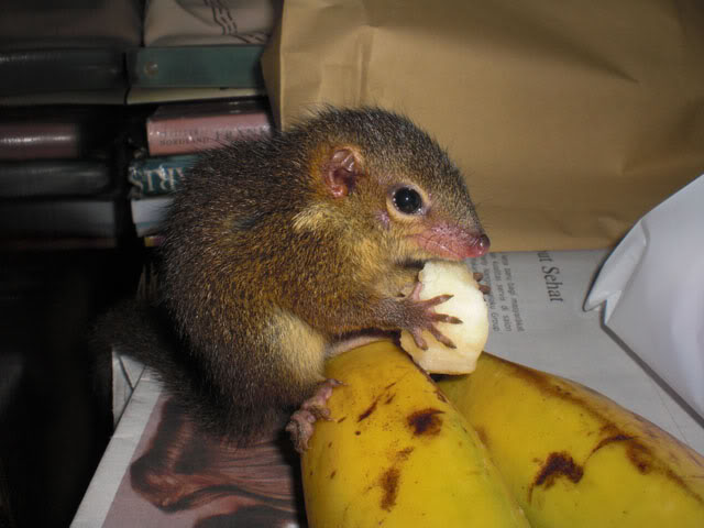 PONDOK TANI: HAMA DAN PENYAKIT UTAMA TANAMAN KAKAO DAN BEBERAPA ...