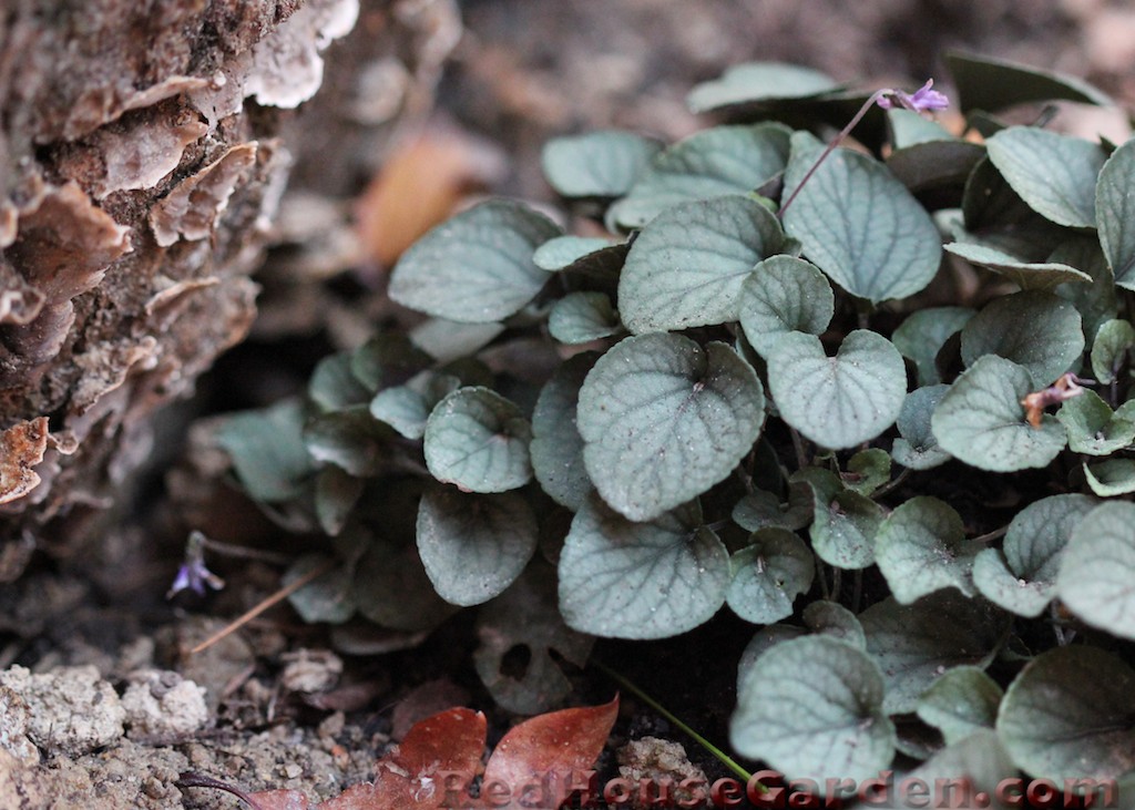 Red House Garden: Love at First Sight - Viola walteri 'Silver Gem'