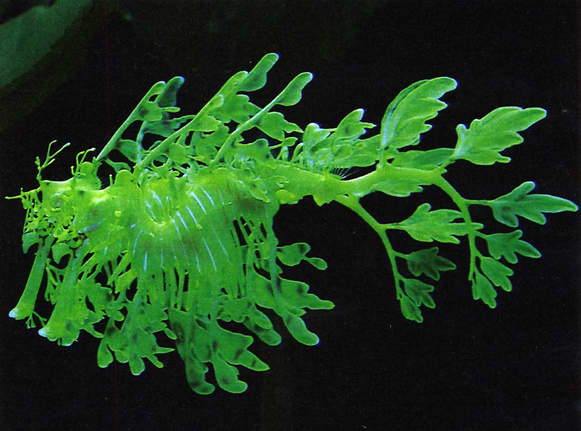 MUY INTERESANTE SPAIN: EL DESCONOCIDO DRAGÓN DE MAR FOLIADO