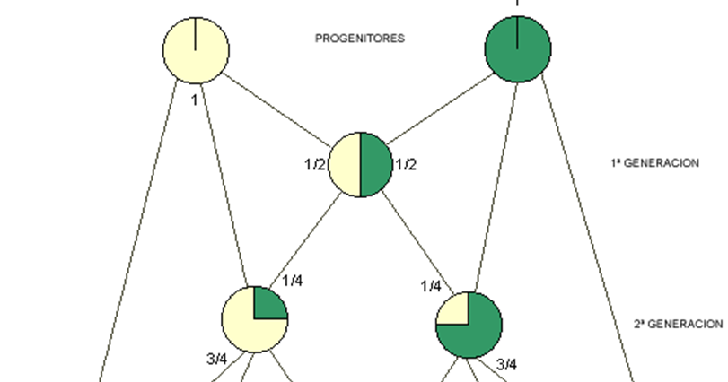 CONSANGUINIDAD Y LA TABLA DE FELCH ~ Los Gallos de Peleas AJR