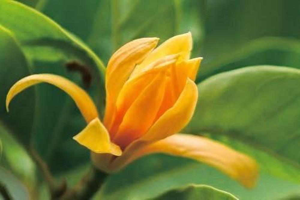 Fantastis 10+ Gambar Bunga Kantil Kuning - Gambar Bunga Indah