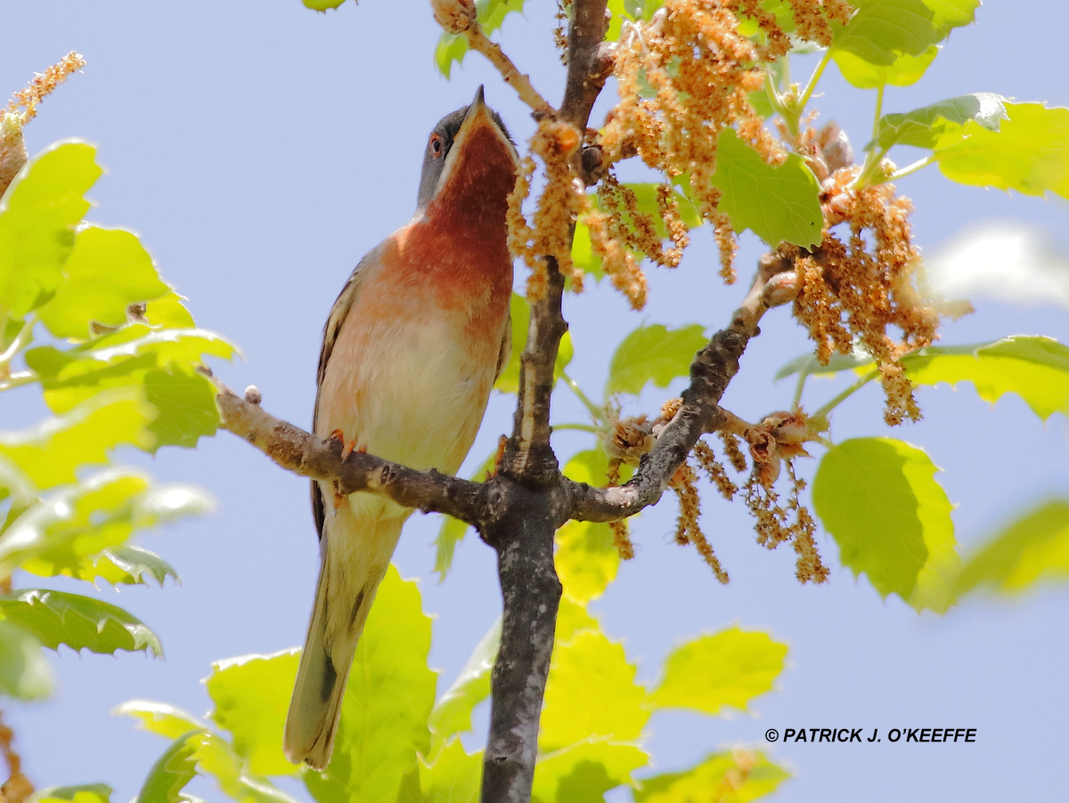Raw Birds: Birds of Crete