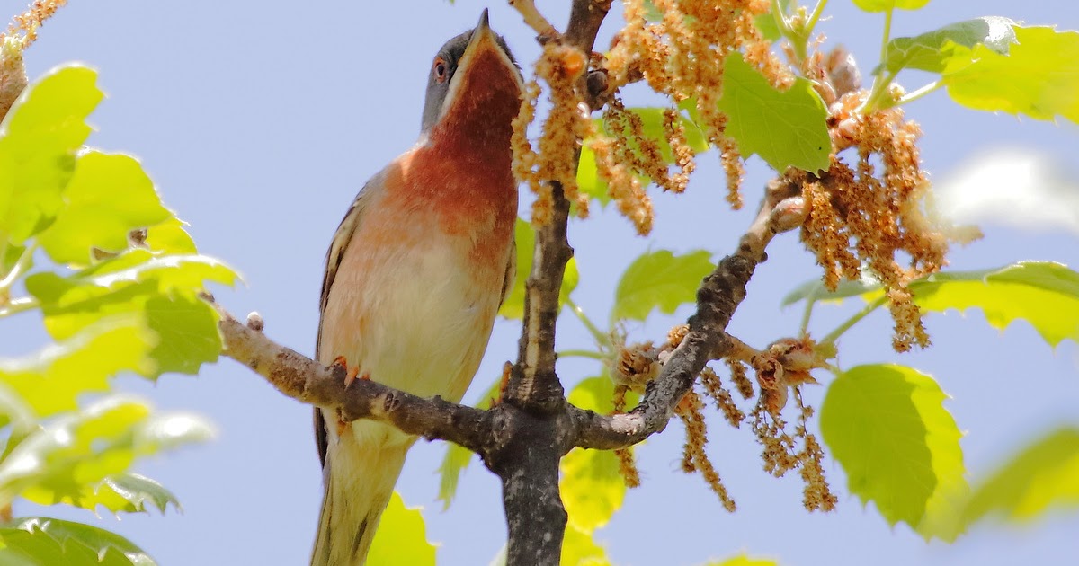 Raw Birds: (EASTERN) SUBALPINE WARBLER (Sylvia cantillans subspecies S ...
