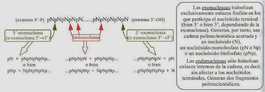 Apuntes de Biología Molecular: abril 2014