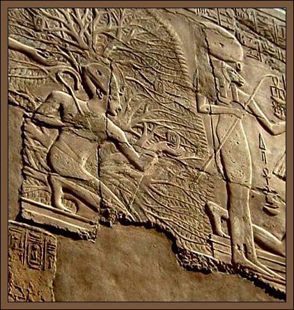 amudu: The Ished tree of ancient Egypt is a fantastic mystery.