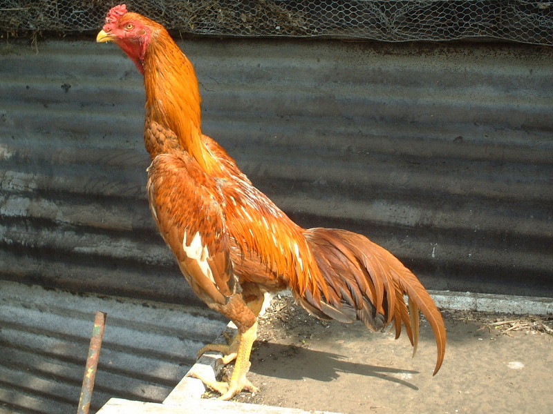 Ayam Bangkok Warna Dan Jenis Ayam Bangkok