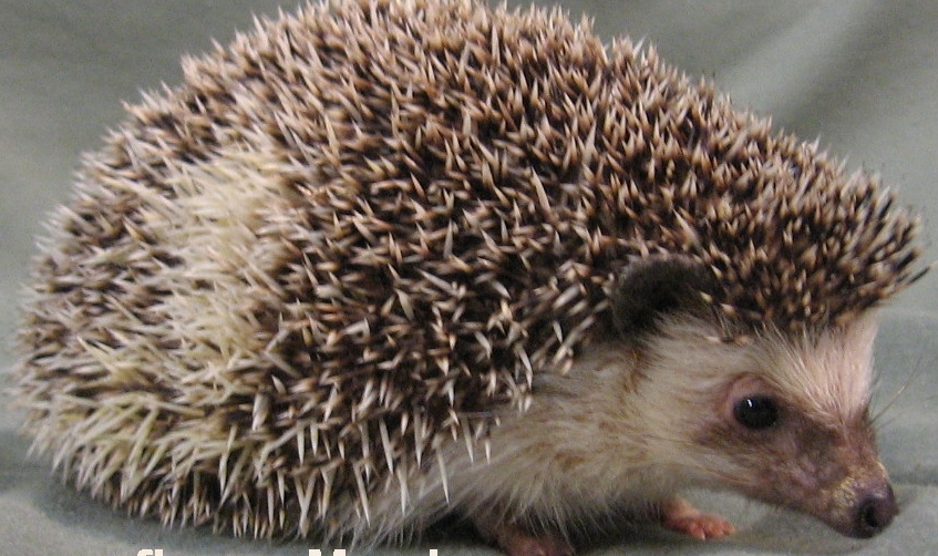 ERIZOS AFRICANOS: NUESTROS COLORES DE ERIZOS