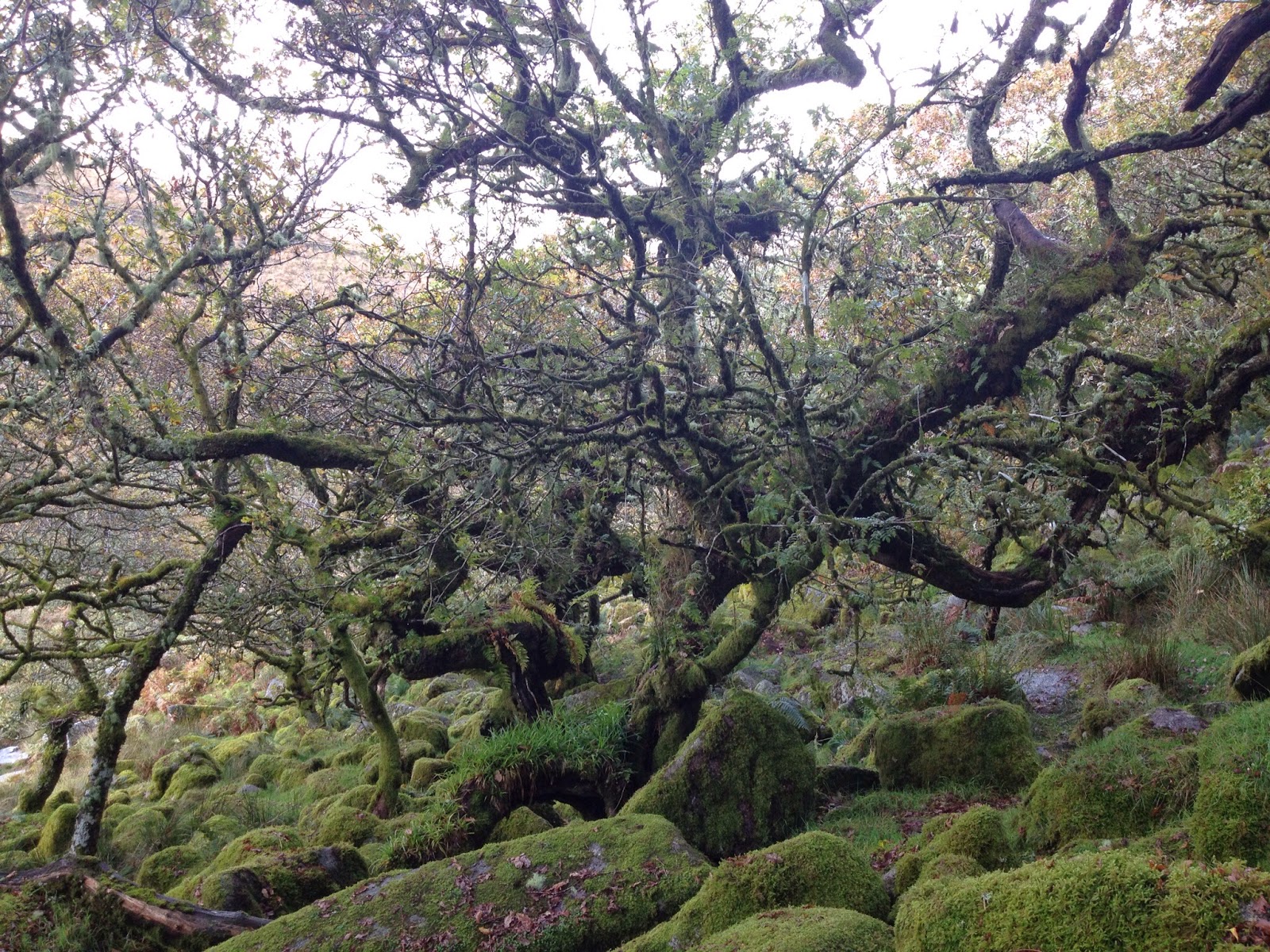 A walk amongst the stones: Wistman's Wood, and Higher White Tor double ...