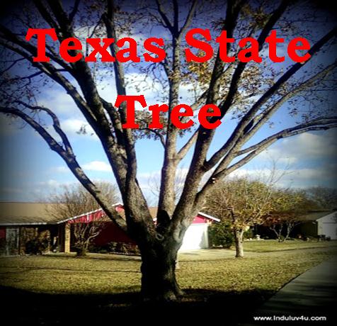 Indu's Apothecary: Texas State Tree
