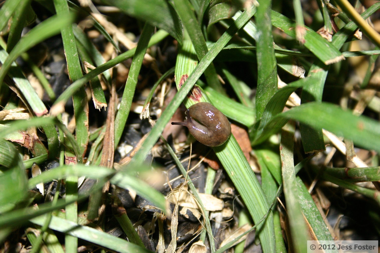 Sluggin' Along: More Marsh Slugs - Part 3